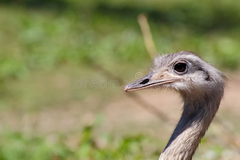 Close up of a Greater Rhea stock image. Image of space - 16609045