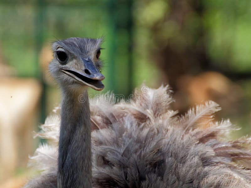 Greather Rhea portrait stock photo. Image of neck, bird - 33064574