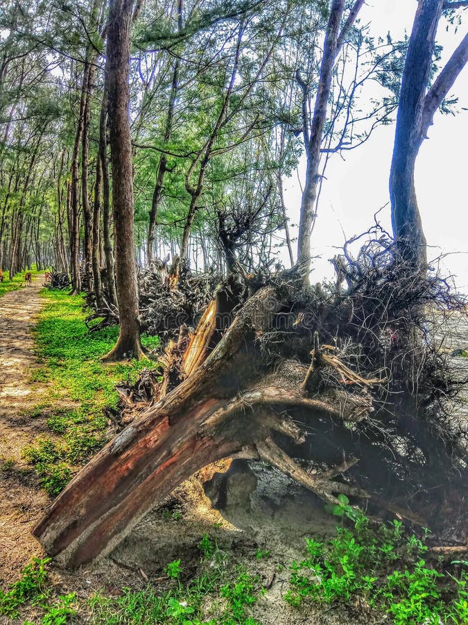 Greatwood stock photo. Image of greatwood, trunk, flower - 196483104