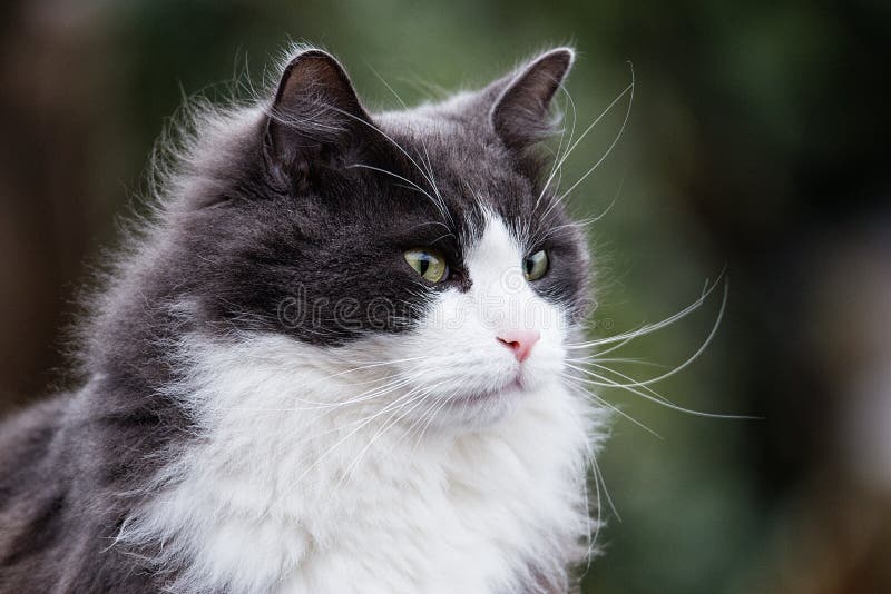Greay and White Cat Looking Wistful Stock Image - Image of eyes ...