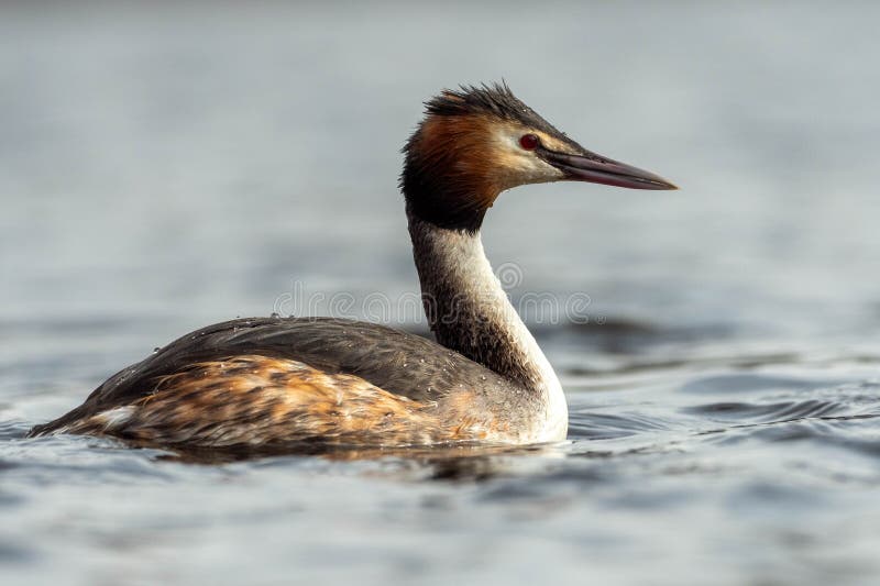 Grebe bird stock image. Image of beak, nature, water - 319026403