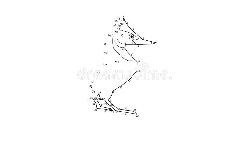 Grebe Drawing Dot-to-dot and Become Animation Stock Video - Video of ...