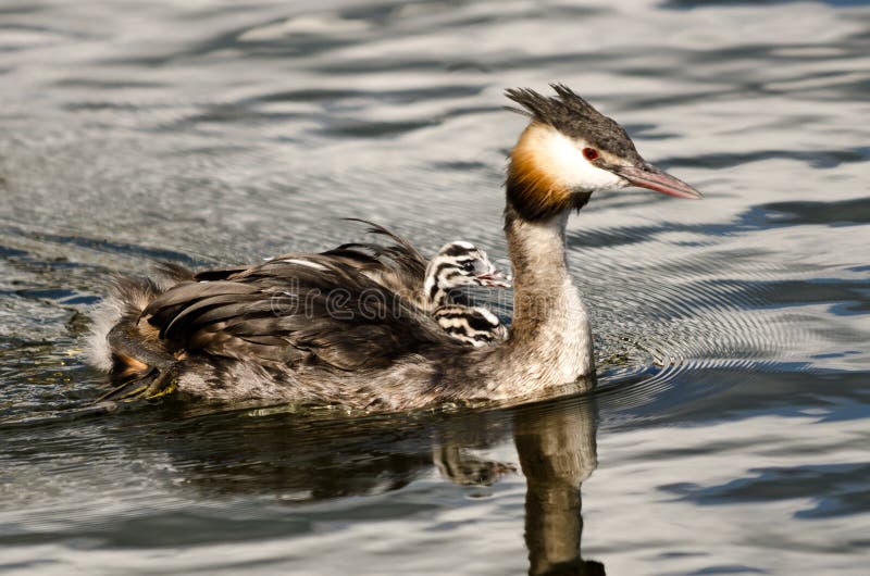 Grebe (Fuut) with Two Young on Her Back Stock Image - Image of swimming ...
