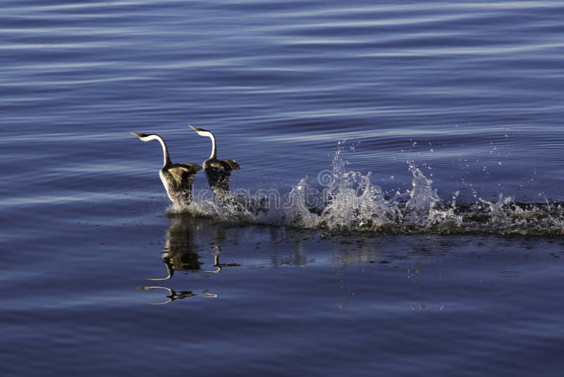 Grebe Mating Display stock photo. Image of couple, wild - 231504060