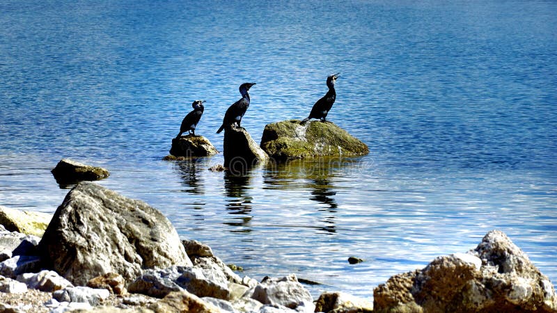 Grebes are Predatory Fish-eating Animals Resting on a Sea Rock Stock ...