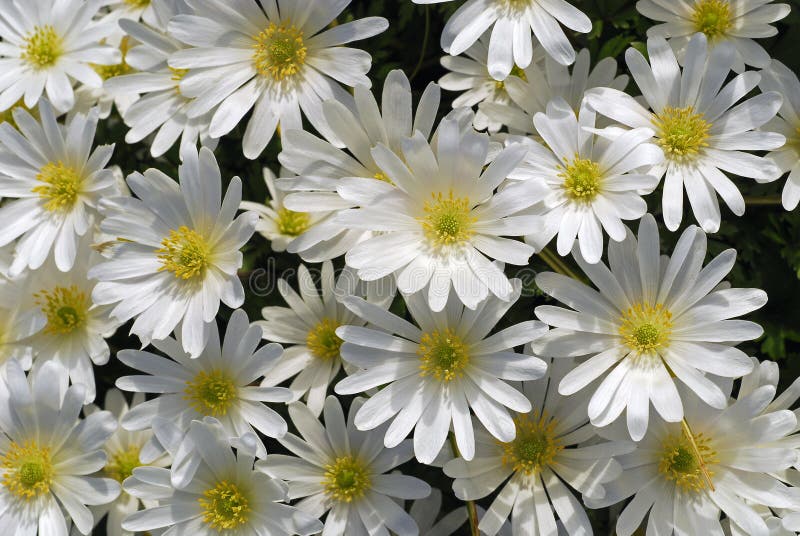 A Background of Anemone Blanda White Splendor Flowers Stock Image ...
