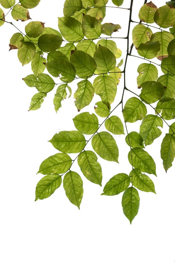 Gree leaf isolated stock image. Image of background, detail - 64528697