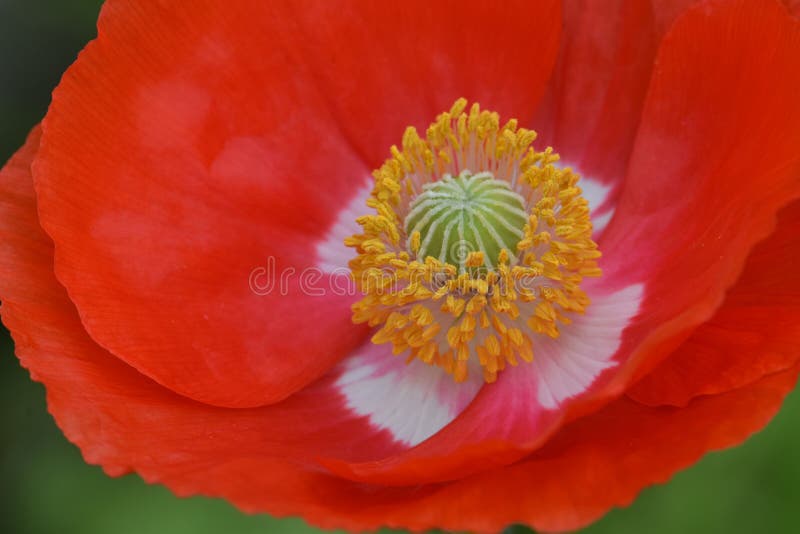 Red Petaled Green Poppy Stigma Stock Image - Image of petaled, hair ...