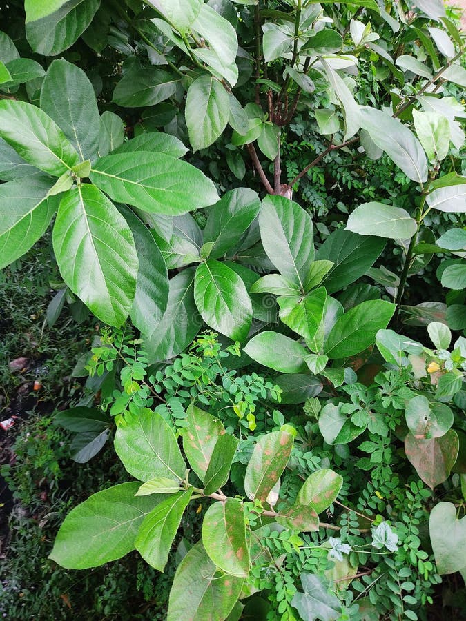 Gree Trees Nature Beautiful Stock Image - Image of vegetable, beautiful ...