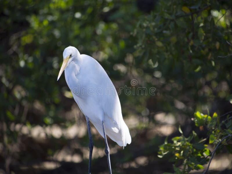Greeat Egret Standing Tall and Fishing Stock Photo - Image of egret ...