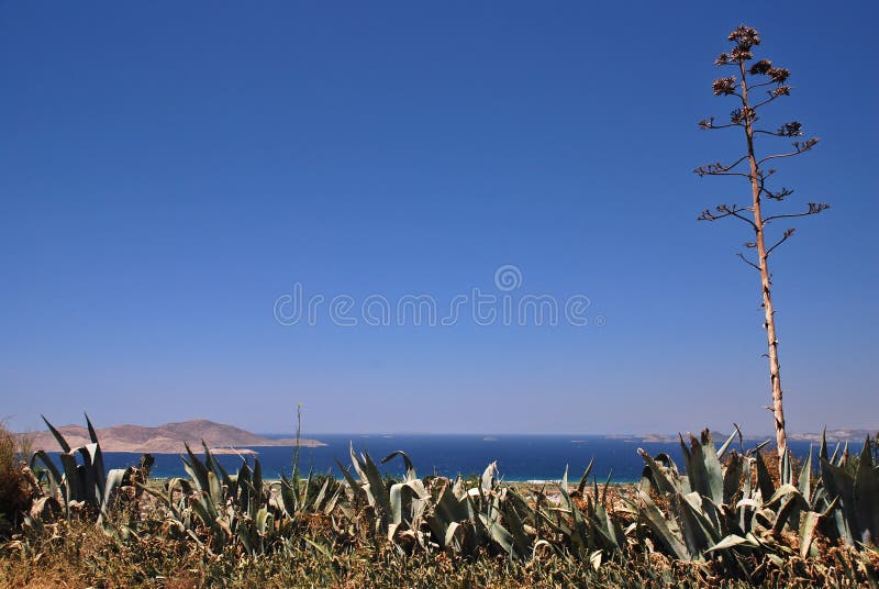 Greece and agave stock photo. Image of blossom, islands - 3187760