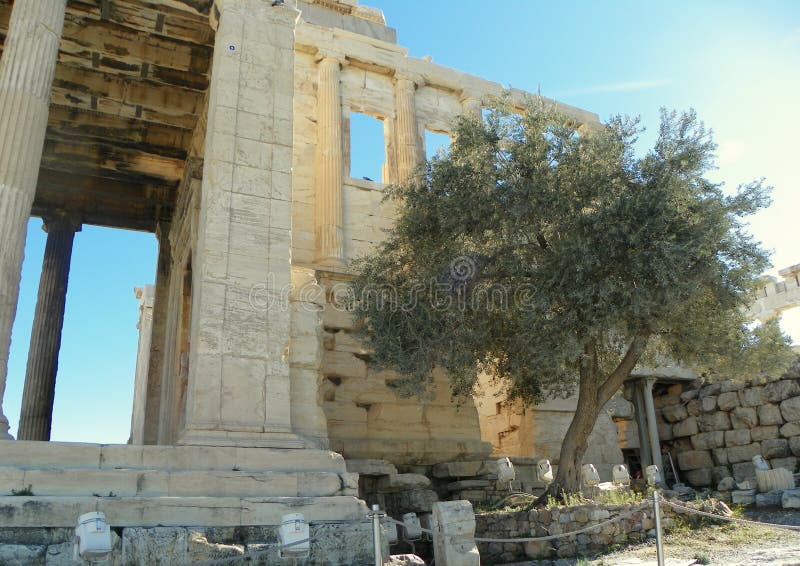 Greece, Athens, Acropolis, Olive Tree Near the Temple Erechtheion Stock ...
