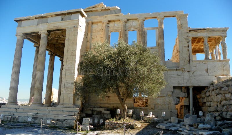 Greece, Athens, Acropolis, Olive Tree Near the Temple Erechtheion Stock ...