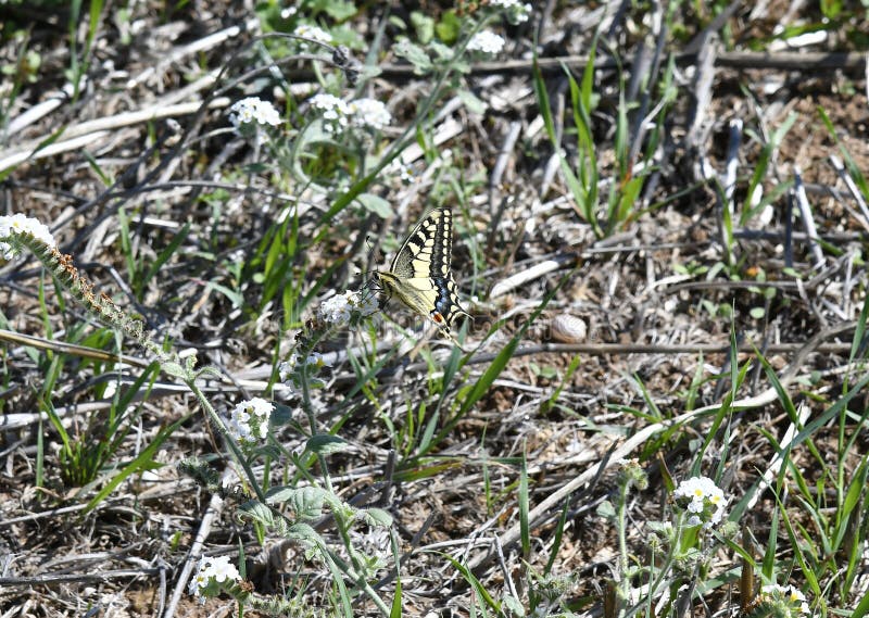 Greece, Insects, Butterfly stock photo. Image of butterfly - 129286252