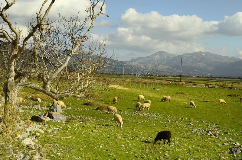 Greece, Crete, Agriculture stock photo. Image of sheeps - 98675128