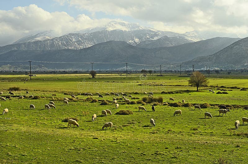 Greece, Crete stock photo. Image of dikti, area, sheeps - 66824790