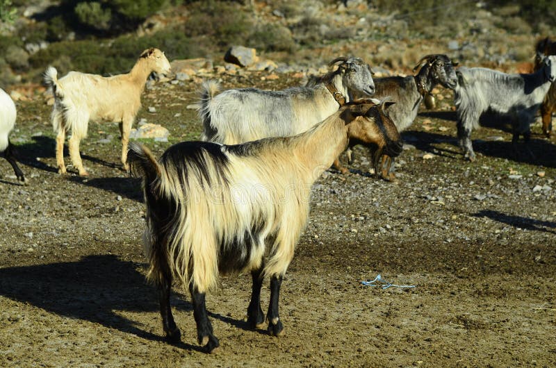 Greece, Crete, goats stock photo. Image of pasture, animal - 78271006