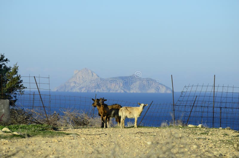 Greece, Crete stock image. Image of animals, paximadia - 76829585