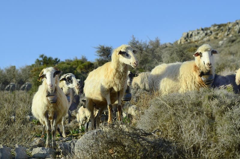 Greece, Crete, Livestock stock photo. Image of crete - 98675542