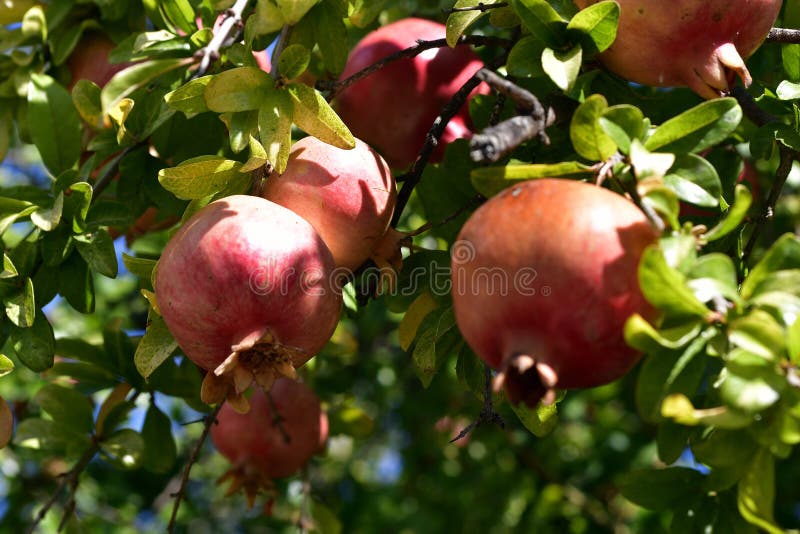 Greece, Crete, Pomegranate stock photo. Image of crete - 266819884