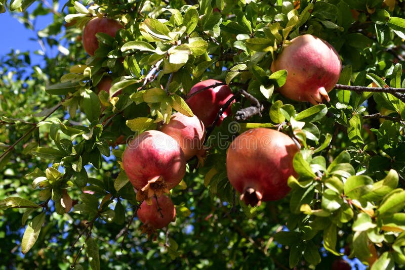 Greece, Crete, Pomegranate stock photo. Image of granatum - 266819948