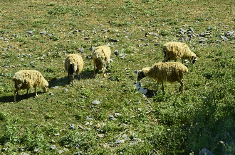 Greece, Crete, sheeps stock photo. Image of pasture, fawn - 75000860