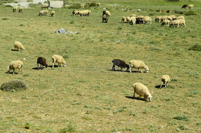 Greece, Crete, Sheeps on Pasture Stock Photo - Image of pasture, area ...