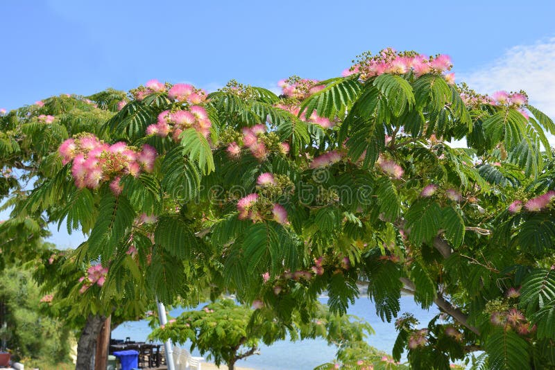 Greece, Botany stock image. Image of tree, greece, leaves - 99163825