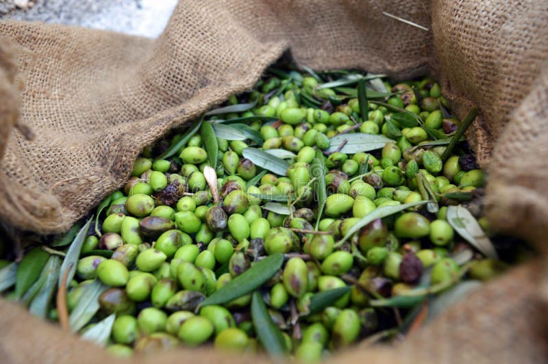 Greece: Freshly Picked Olives Stock Photo - Image of olive, leaves ...