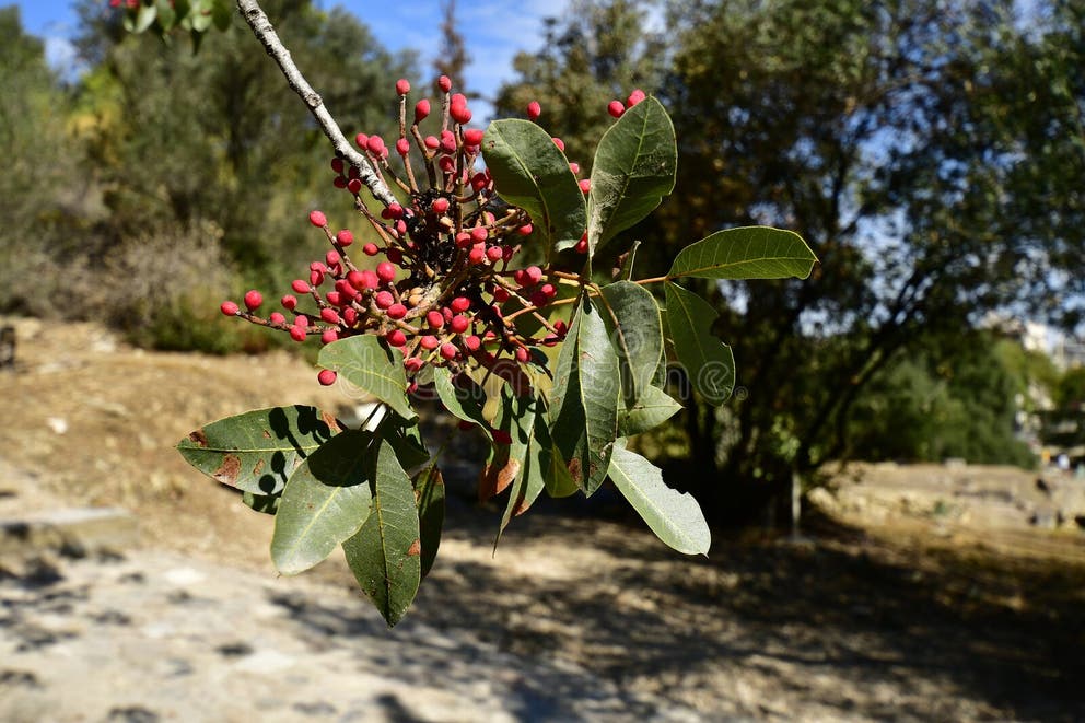 Greece, Mastic Shrub stock photo. Image of mastic, nature - 363706202
