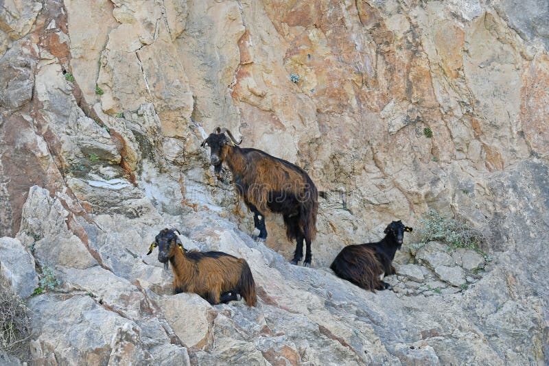 Greece, Crete, Goats on Rock Face Stock Image - Image of rock, zoology ...
