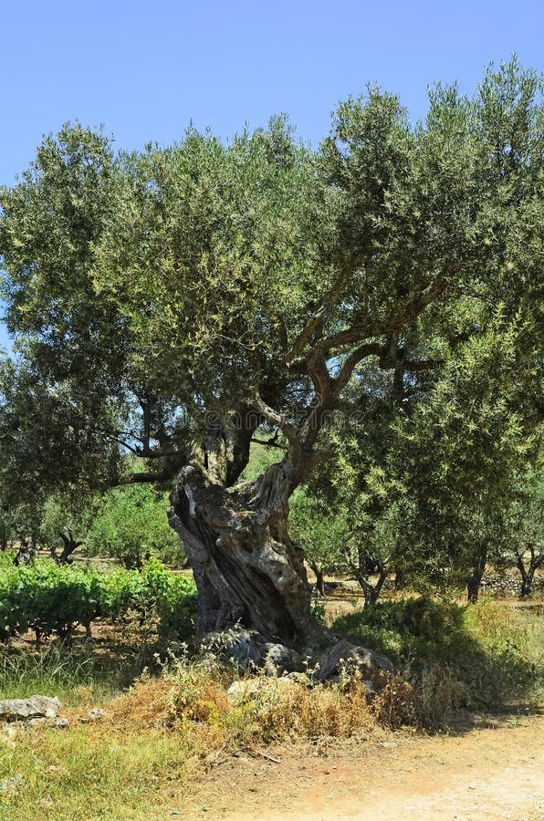 Greece, Agriculture stock image. Image of east, macedonia - 97617165