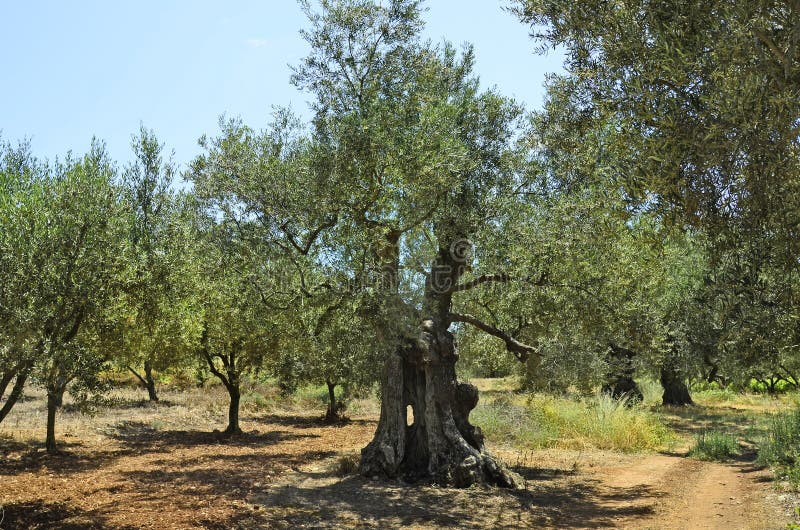 Greece, Agriculture stock image. Image of east, macedonia - 97617165