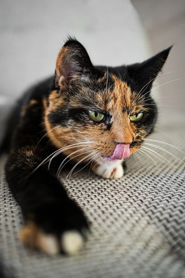 A Greedy Cat is Waiting for Something Good Stock Photo - Image of ...