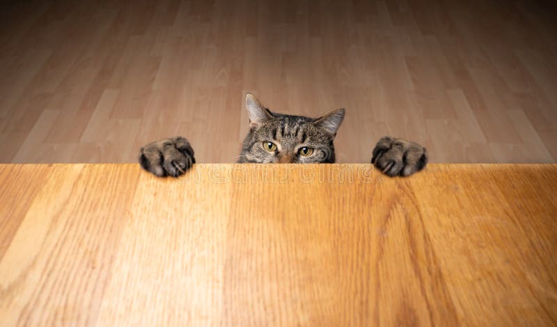 Greedy Curious Cat Rearing Up Leaning on Wodden Table with Paws Stock ...