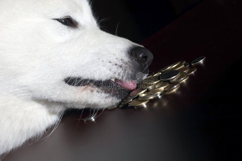 Greedy dog stock image. Image of animal, financial, greed - 5494059