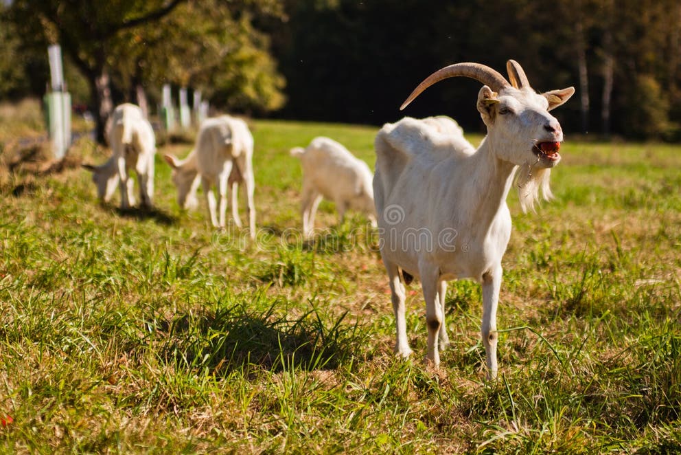 Greedy goats stock image. Image of evening, cloud, food - 37149031