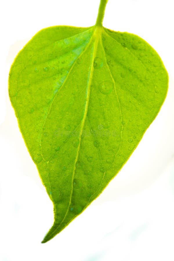 Greeen leaf isolated stock photo. Image of shape, green - 13329170
