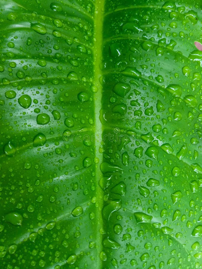 Greeen Leaf with Waterdrops Stock Photo - Image of full, leaves: 230020952