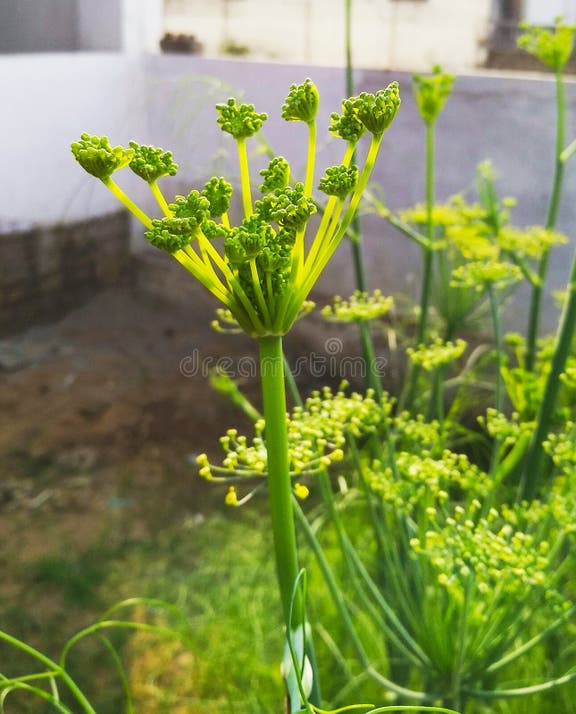 Greeen tree stock image. Image of beautiful, tree, garden - 173848709