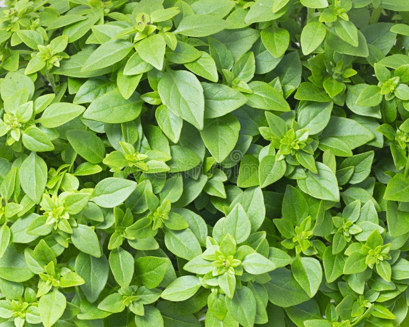 Greek Basil stock image. Image of growing, leaves, colour - 95395229