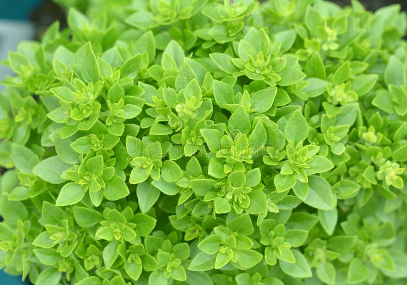 Greek Basil stock image. Image of culinary, plant, agriculture - 153812073