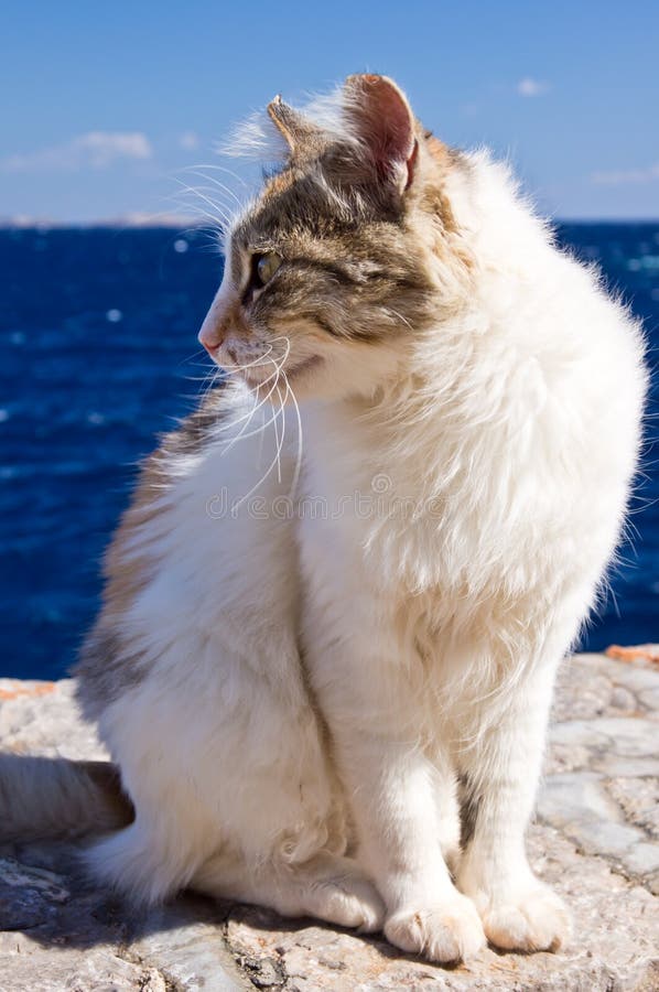 Greek Calico Cat at Wall Near Sea Stock Image - Image of looking, funny ...