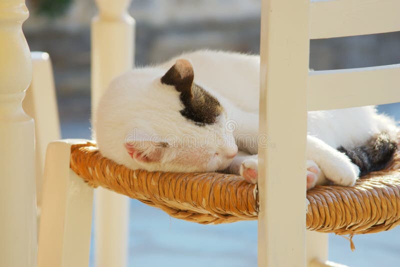 Greek cats stock photo. Image of greece, pets, athens, food - 489740