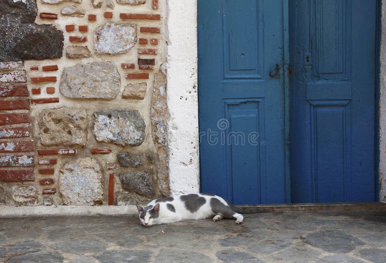 223 Greek Gray Cat Stock Photos - Free & Royalty-Free Stock Photos from ...