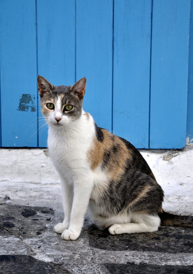 Greek cat stock photo. Image of furry, island, mediterranean - 27407808