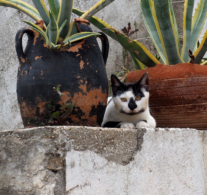 Cats of Crete Greece stock image. Image of animal, clay - 99374837