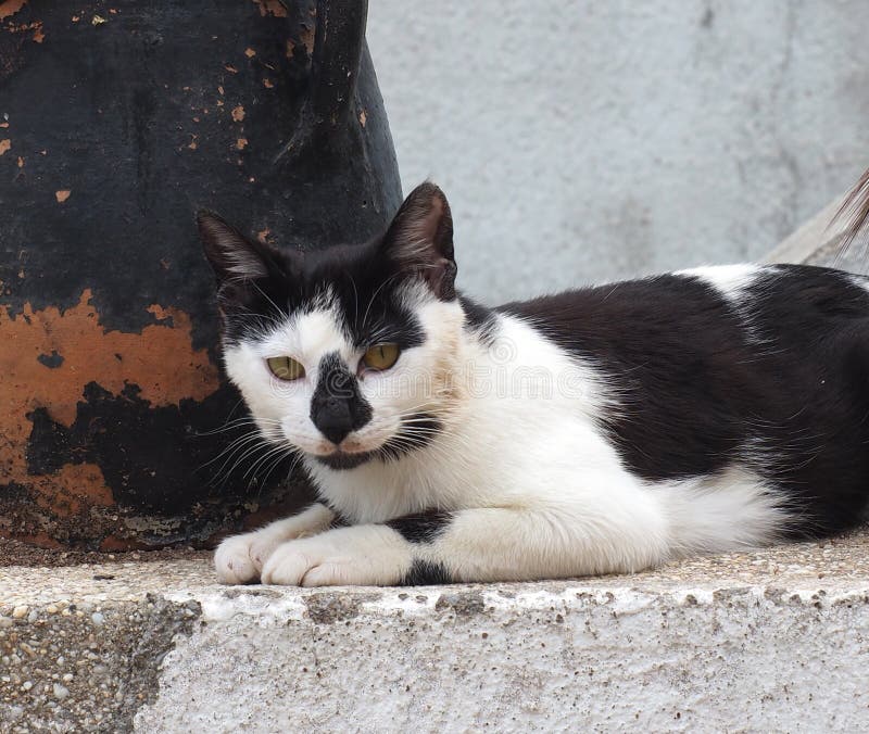 Cats of Crete Greece stock image. Image of domestic, greek - 99375159