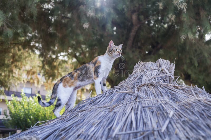Greek Cat Relaxed on the Beach, Crete Stock Photo - Image of islands ...