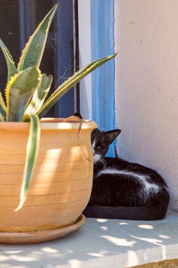 Greek cat stock photo. Image of picturesque, summer - 135245614